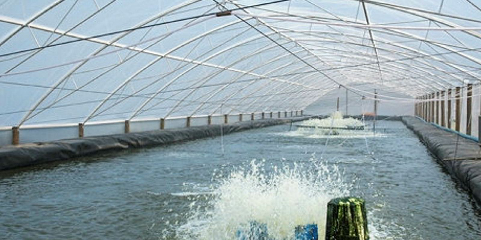 Brazil shrimp production could hit 120,000 MT this year | IntraFish.com