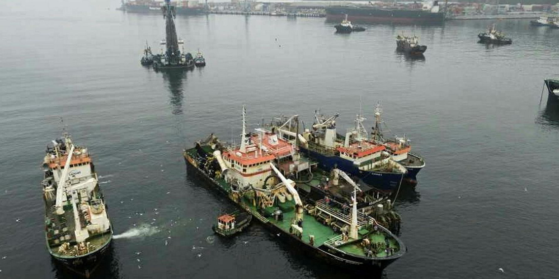 Chile’s cuttlefish trawling ban law comes into force | IntraFish