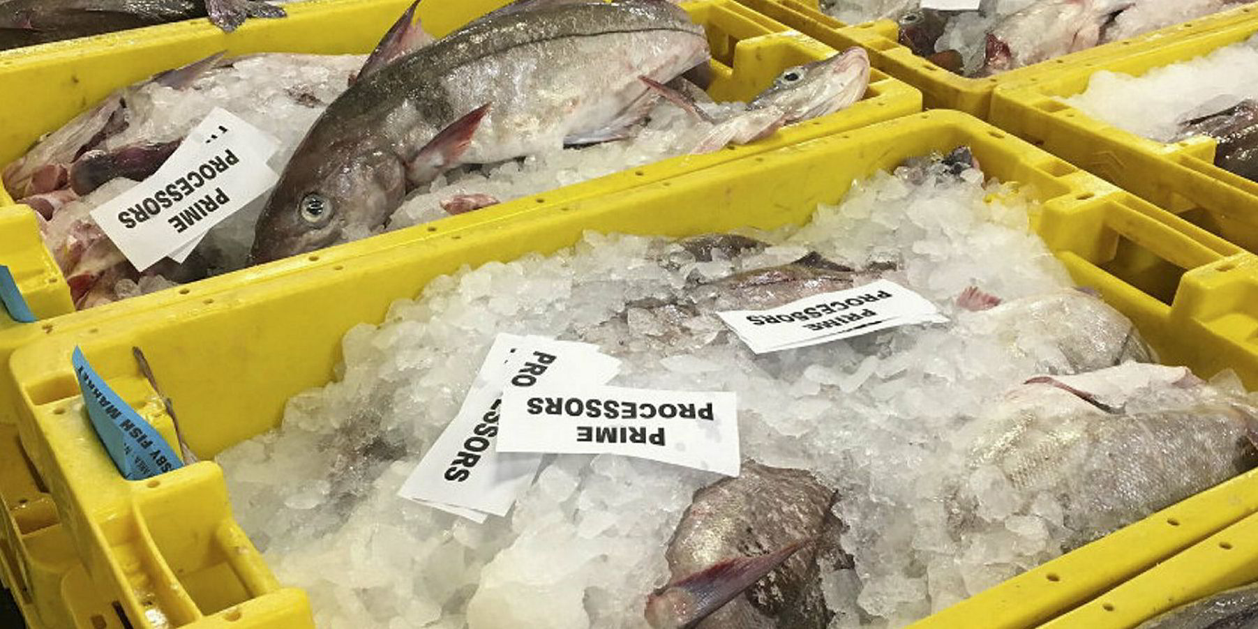 Danish shipping giant DFDS snaps up UK fish supplier | IntraFish.com