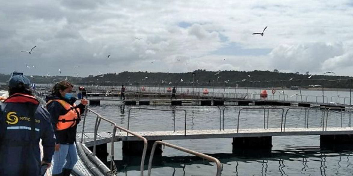 Camanchaca salmon harvests sink 10% in fourth quarter as coho pulls ...