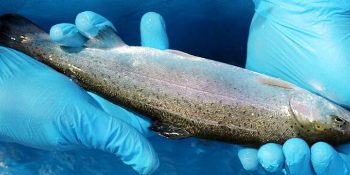 ISA outbreak confirmed at AquaChile salmon farm | IntraFish.com