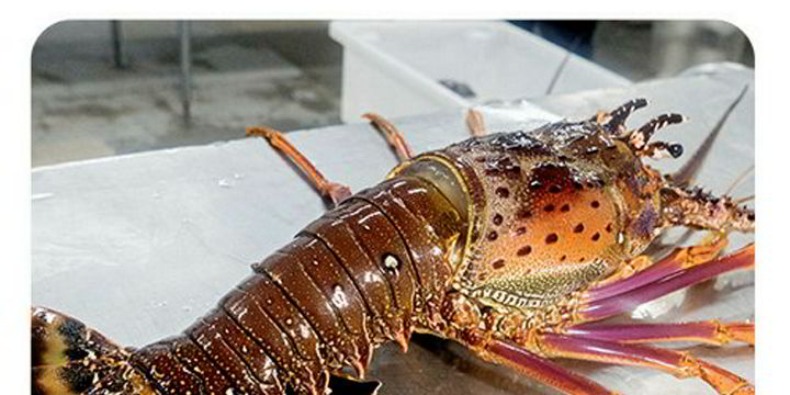 Brazil lobster exporter fears Trump tariff fallout | IntraFish.com