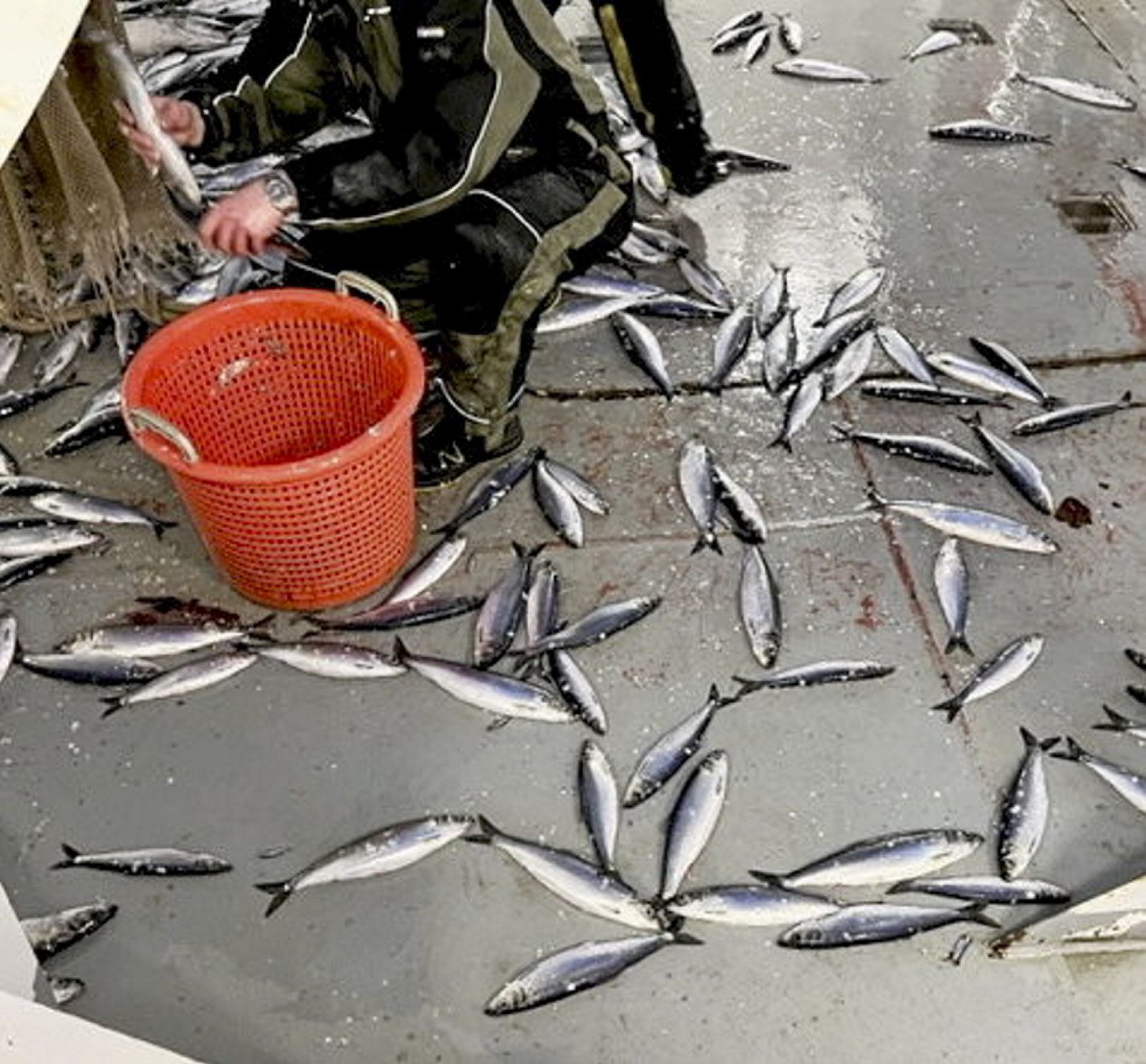 Dette sier havforskningsdirektøren om kuttene | Fiskeribladet