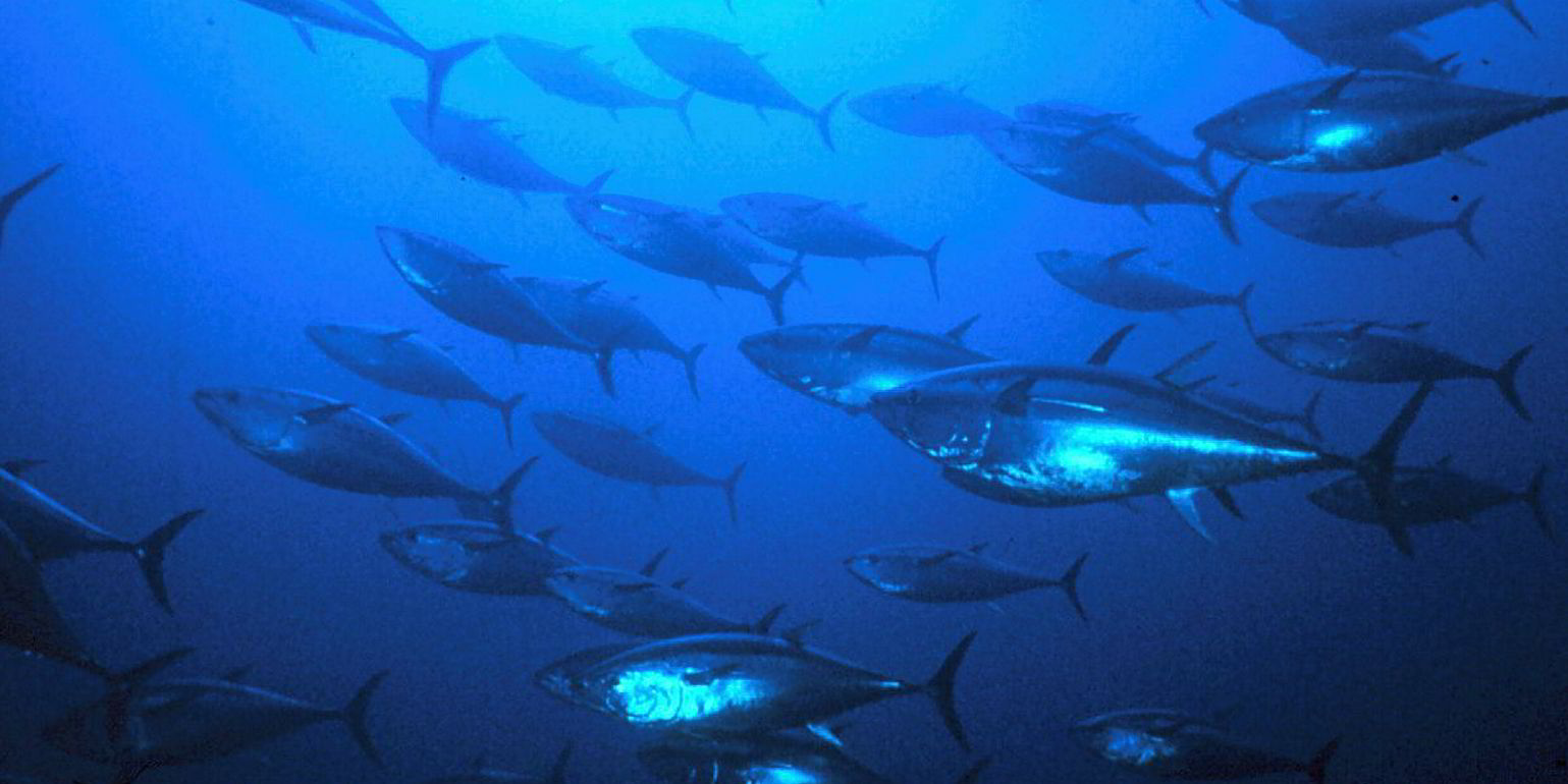 Norwegian bluefin farm creeps closer | IntraFish.com