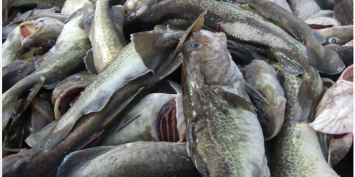 Icicle sues Maersk over shipment of spoiled Pacific cod | IntraFish.com