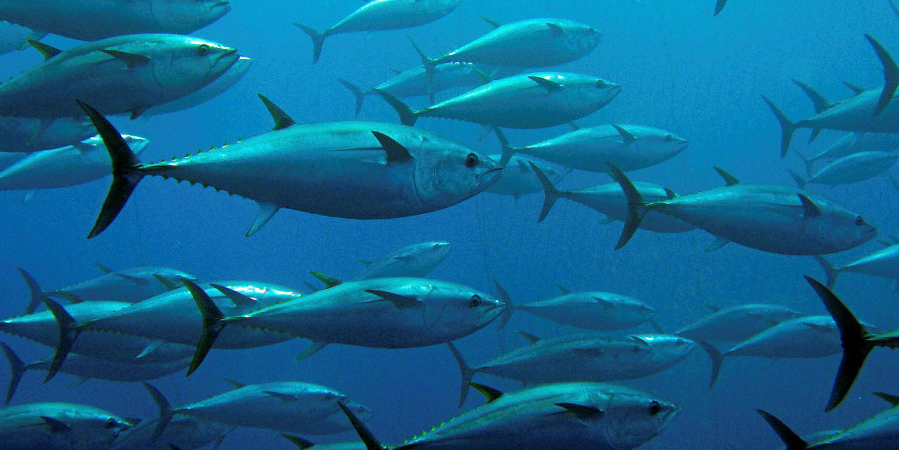 Tuna fishing season begins in Pacific Ocean | IntraFish.com