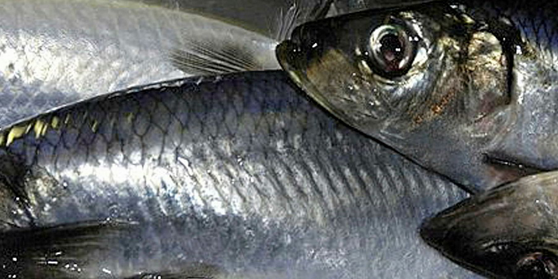 After a four-year freeze, Russia lifts ban on Estonian seafood canner ...