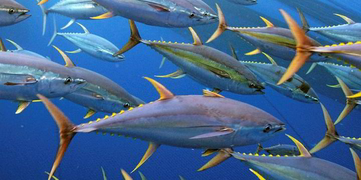 Spanish tuna fleet testing biodegradable FADs | IntraFish.com