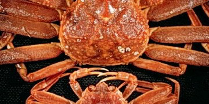 MSC extends certification suspension for Canadian snow crab fishery ...