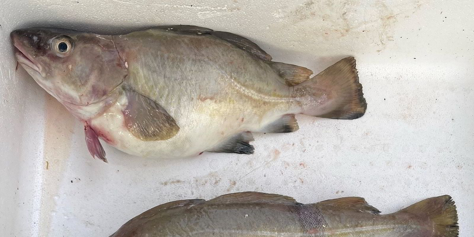 Norcod inviterte til dialog om torskeoppdrett – ingen fiskere kom ...