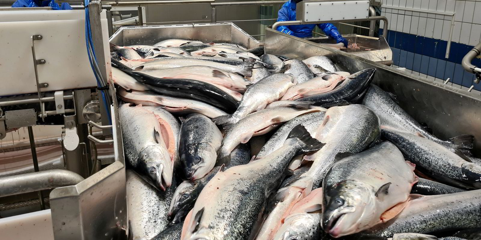 ‘It’s fun to be a farmer at the moment’: Norwegian salmon prices take ...