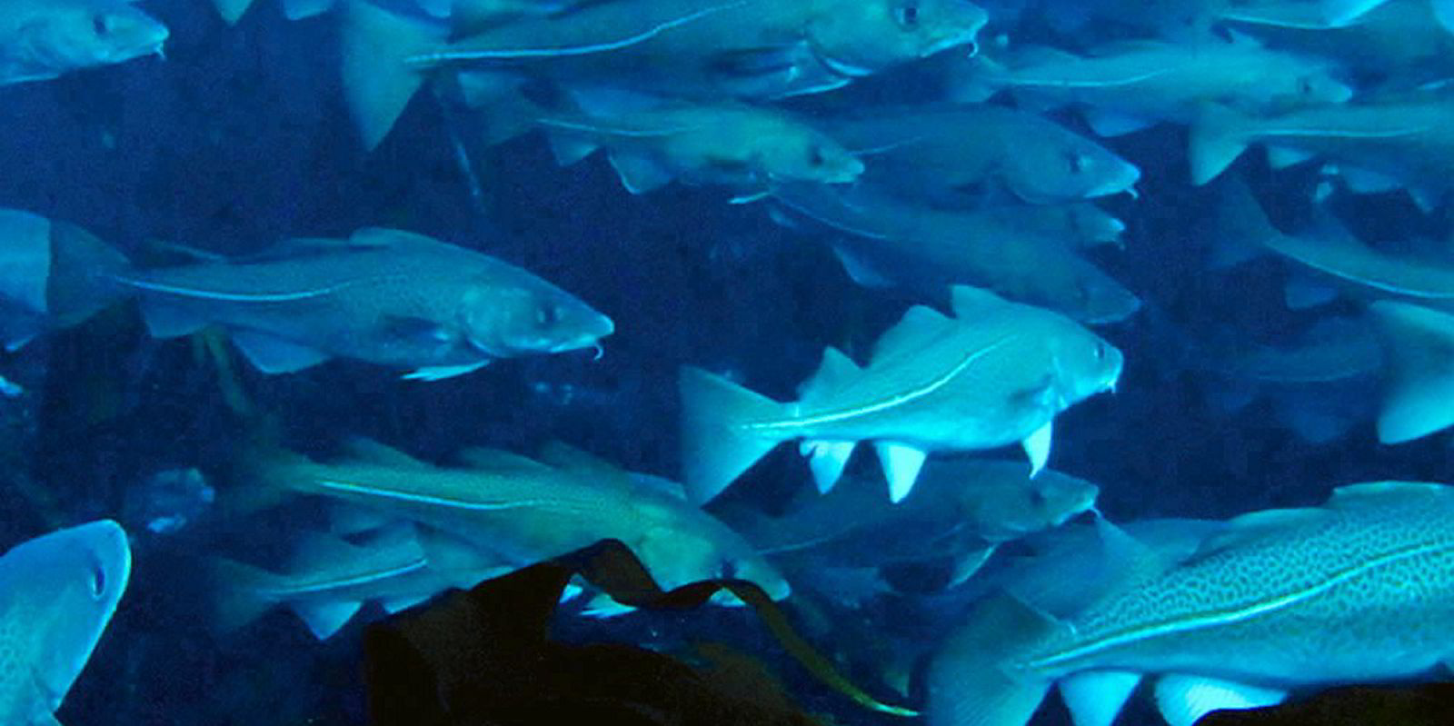 Resultat for Norcod klart | IntraFish.no