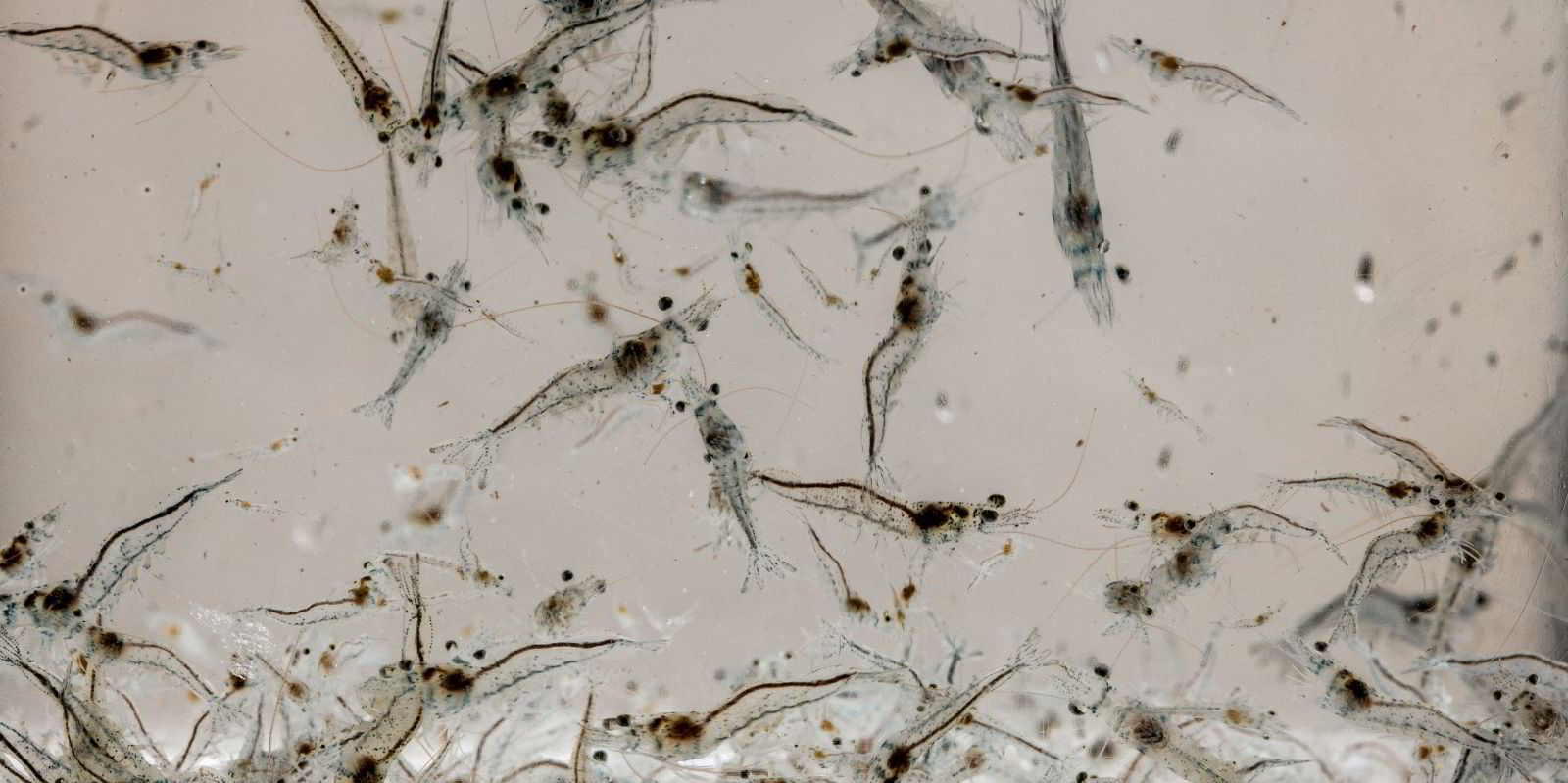 Indoor shrimp farming poised for growth after breeding breakthrough ...