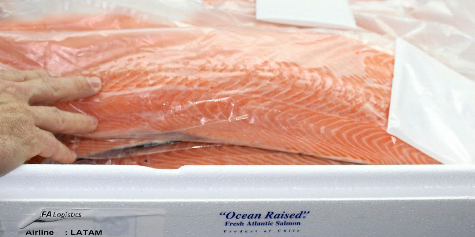 Camanchaca first quarter earnings jump despite farmed salmon struggles ...