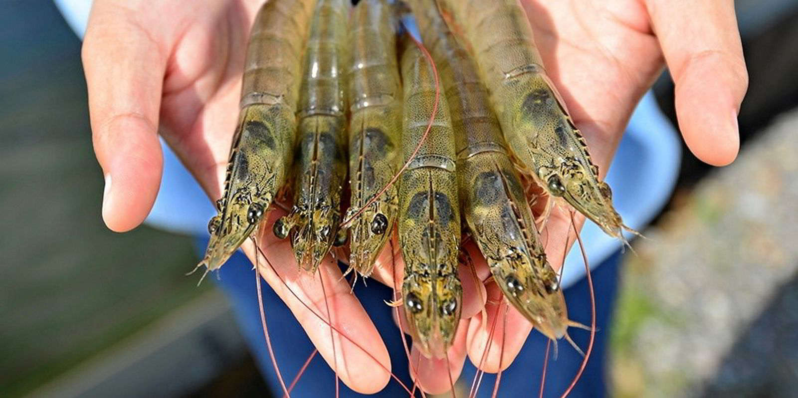 Cyclone Yaas wreaks more than $140 million of damage as Indian shrimp ...
