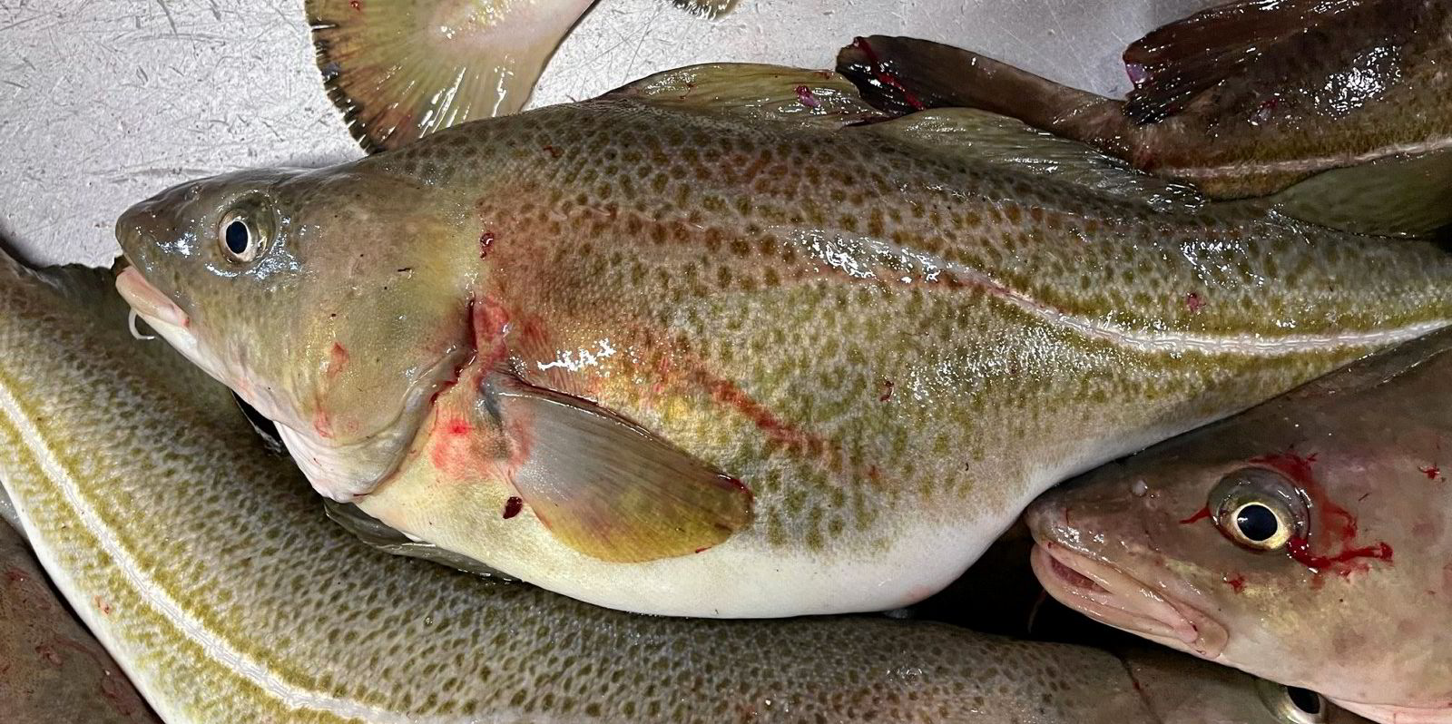 Fiskeridirektoratet har pålagt Norcod å slakte ut to merder etter funn ...