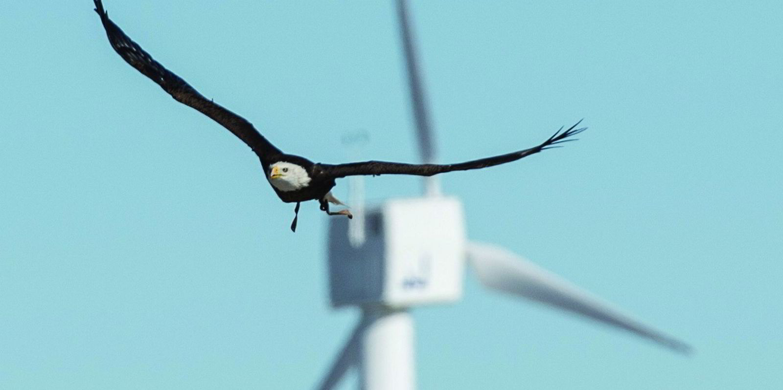 Wind farm eagle deaths 'cut by 82%' as smart cameras spot birds then ...