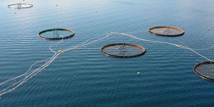 Massive farmed cod escape sparks fears of impact on wild stocks ...