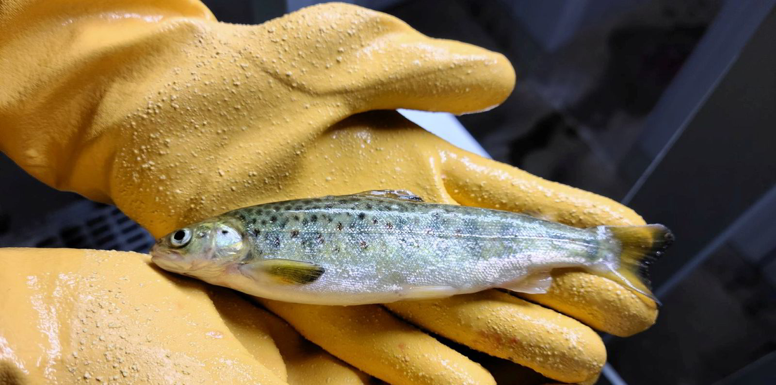 Grieg Seafood just months away from placing first salmon smolt into ...