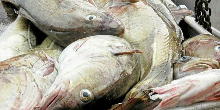 ICES hikes Barents Sea cod, haddock advice for 2021 | IntraFish.com