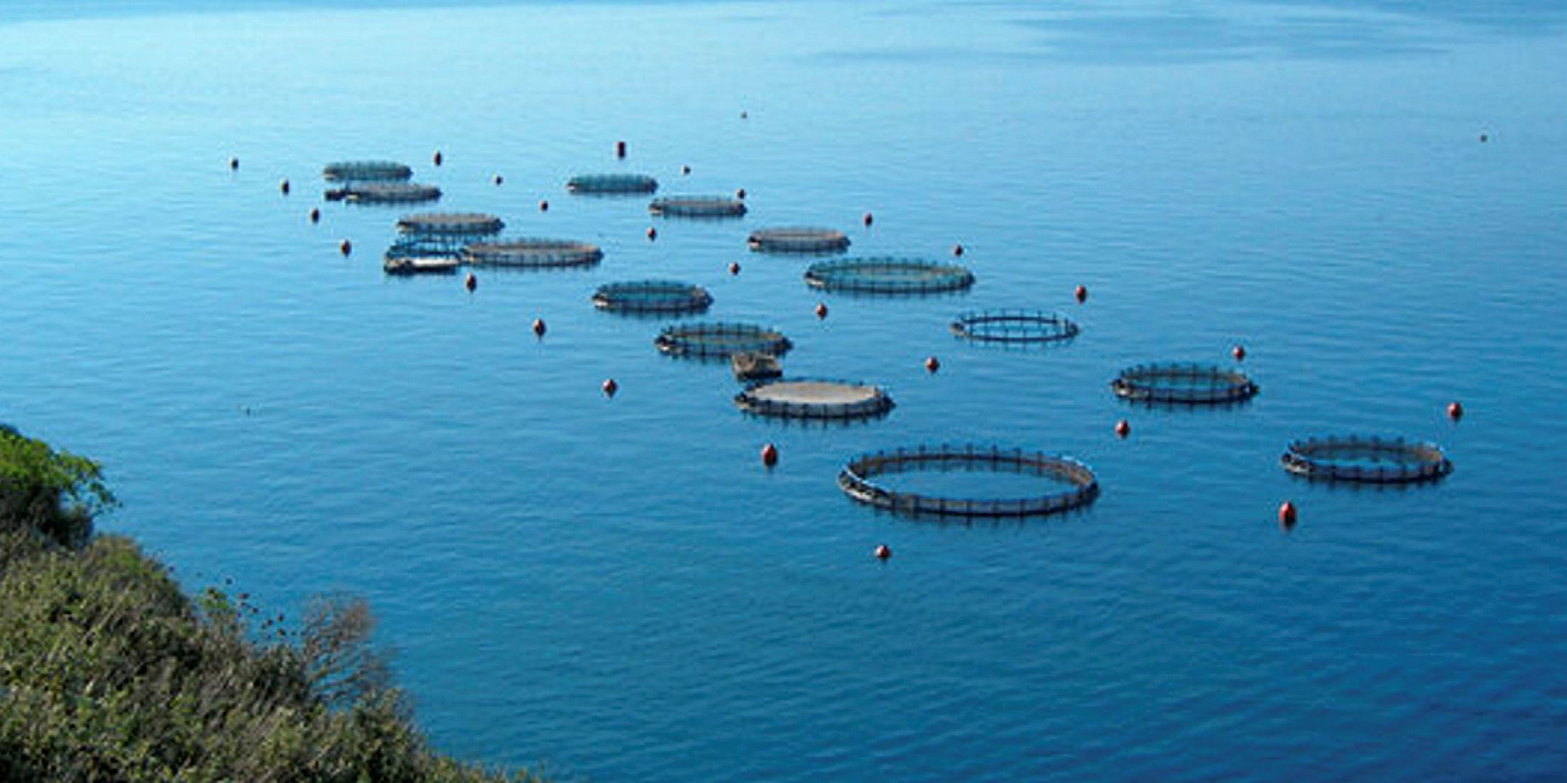 Greek bream, bass producer plans multi-million euro expansion in Spain ...