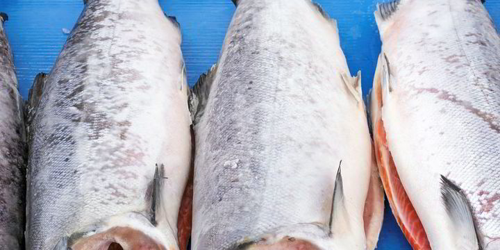 800,000 farmed salmon backlogged in Chile; job losses begin | IntraFish.com