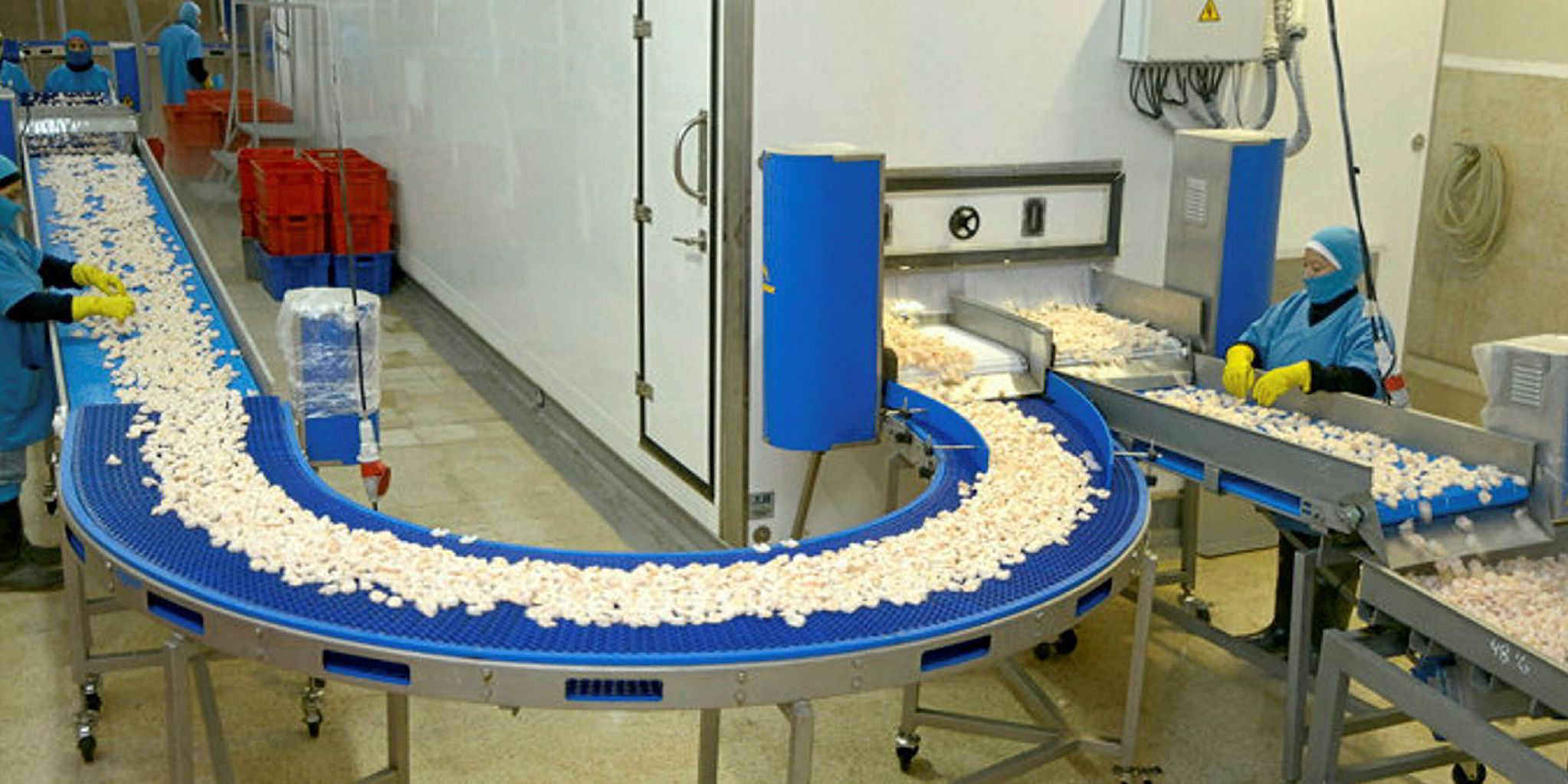 Ecuador shrimp producer Songa targets growth through plant expansion ...