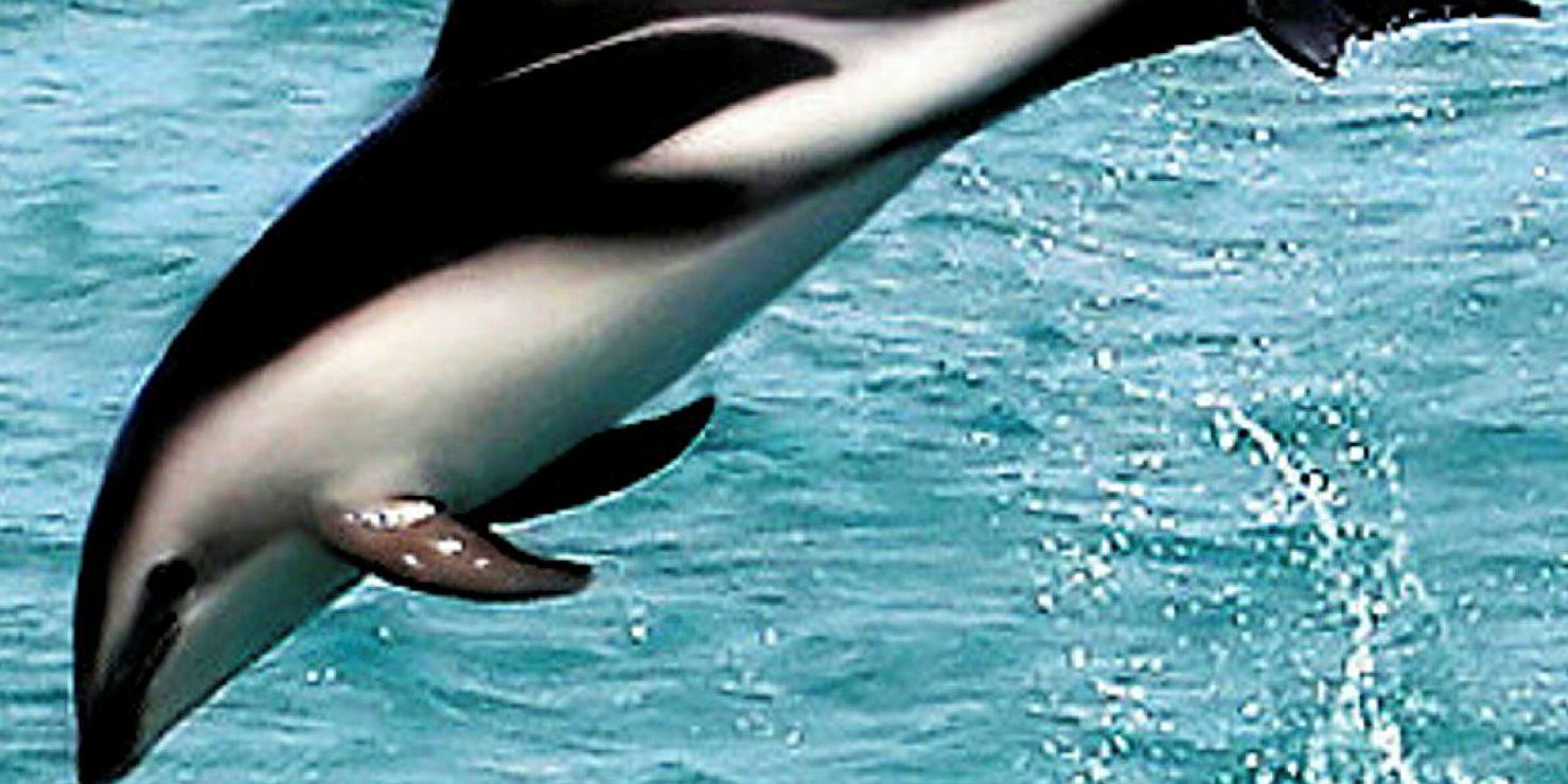 French dolphin deaths blamed on fishing industry | IntraFish.com