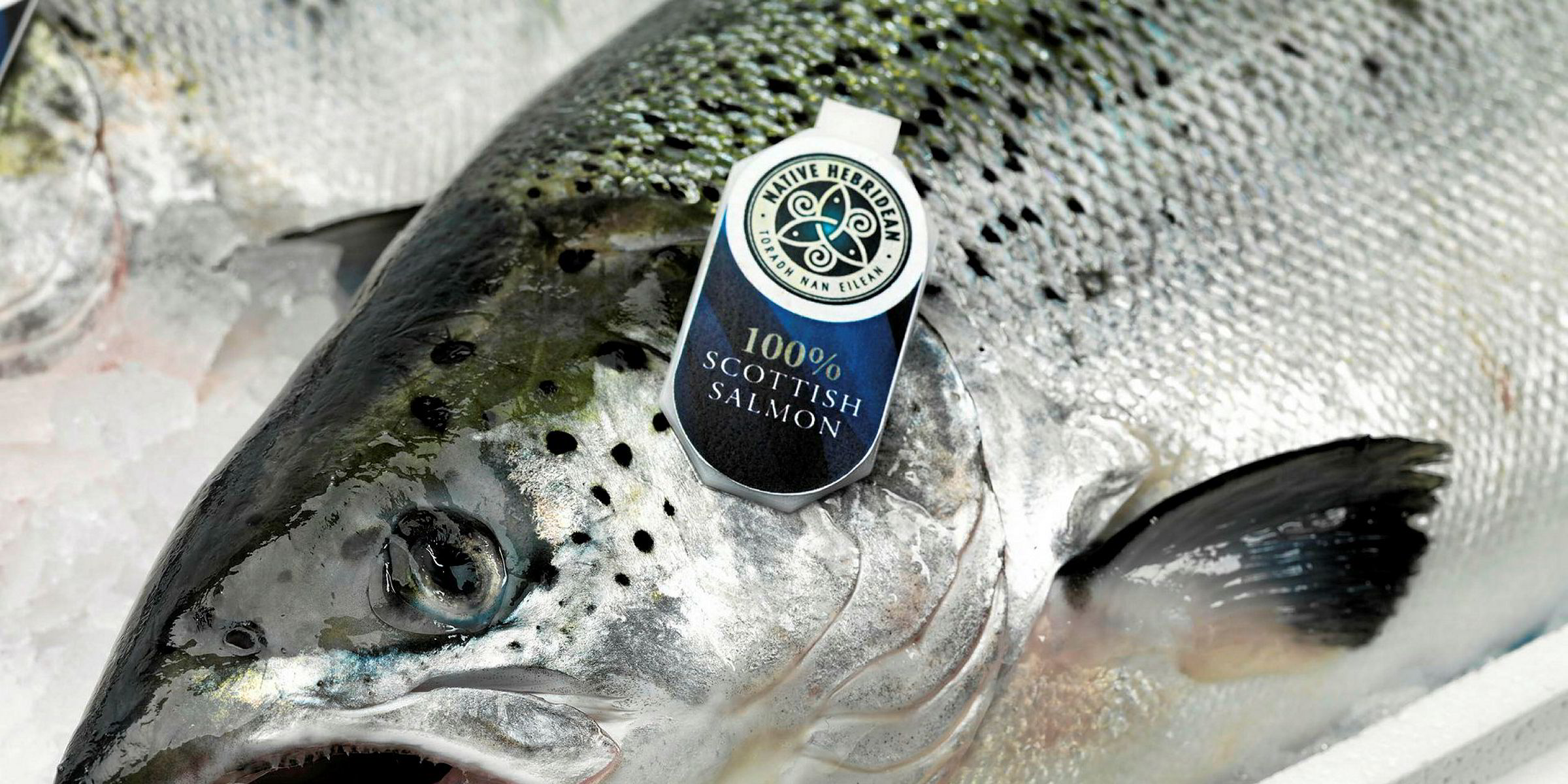 Scottish Salmon Company hits milestone with 2-star BAP certification ...