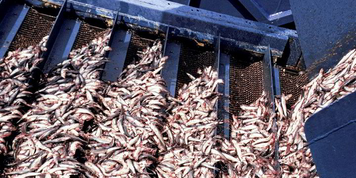 Official: Peru's fisheries sector to grow 65% this year | IntraFish.com