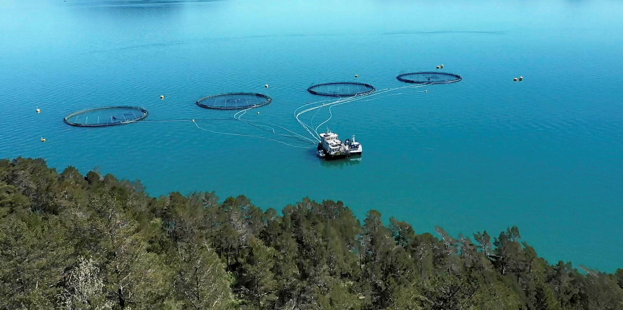 The world's first fully electric salmon farm flips the switch ...