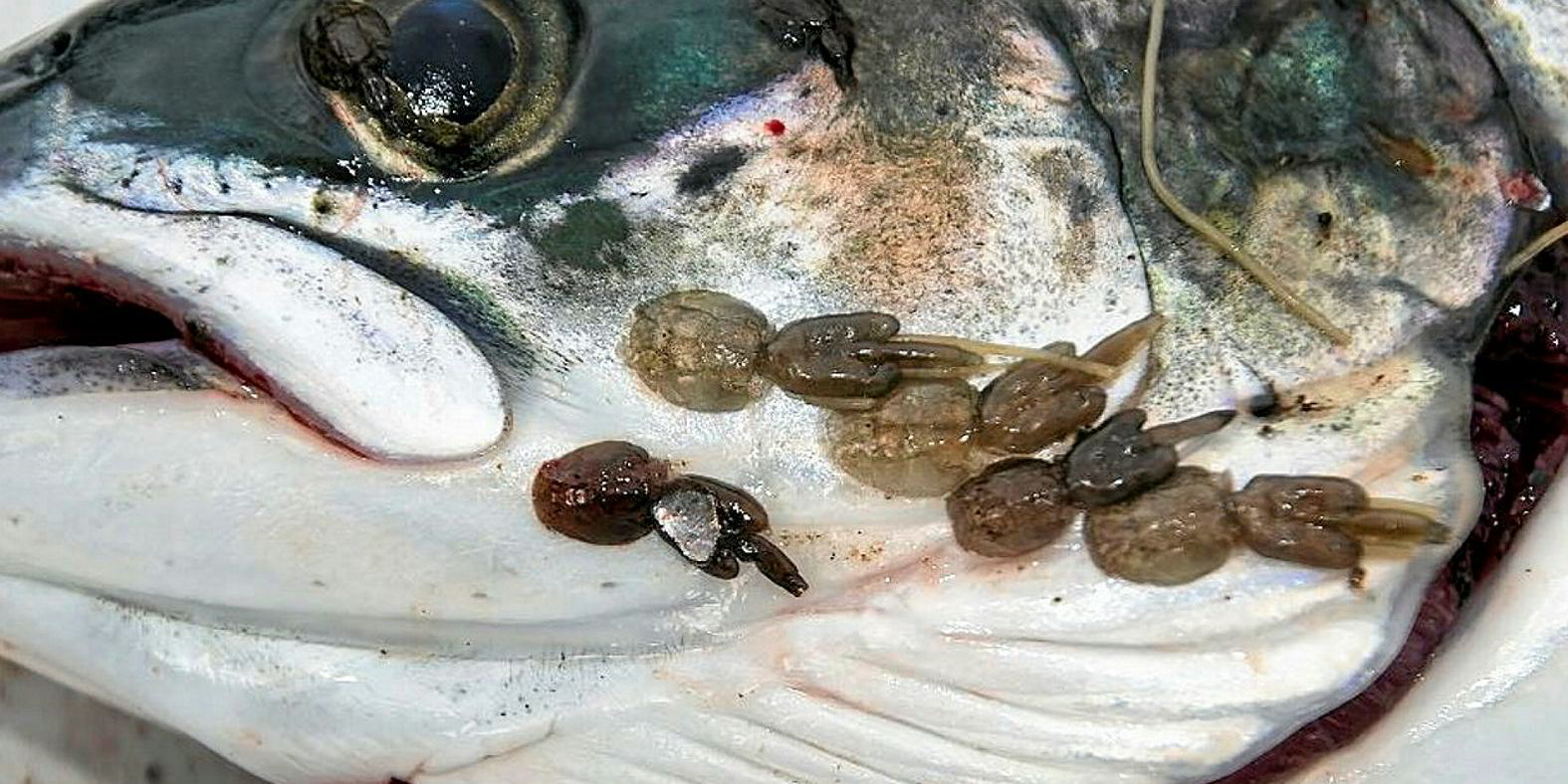 Can this algae-based salmon feed keep sea lice at bay? | Intrafish