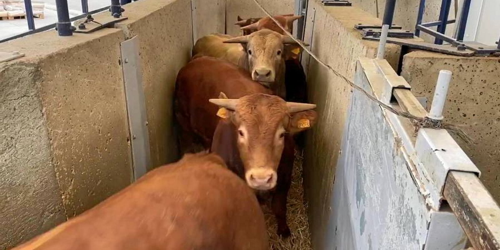 Controversial livestock carrier to end Mediterranean Odyssey | TradeWinds