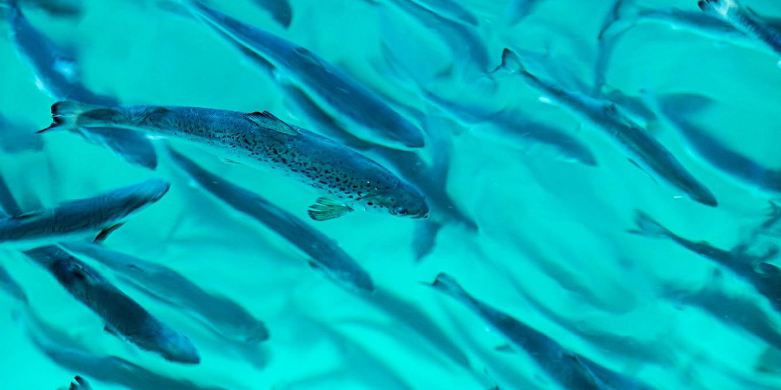 'The moment we have all been waiting for': Salmon Evolution pumps first ...