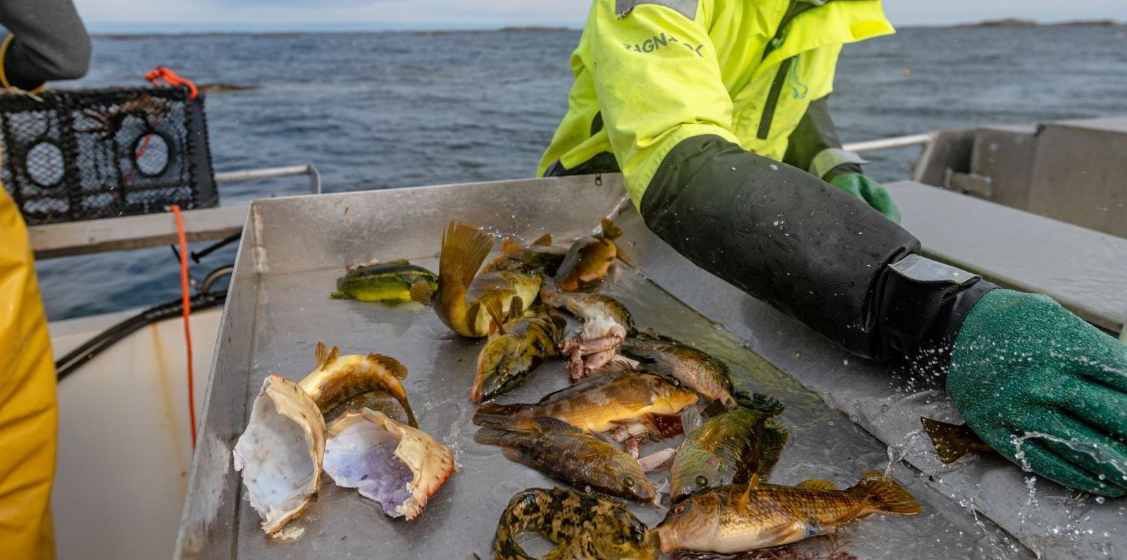 Kontrolloffensiv under fiske av leppefisk i Midt-Norge | Fiskeribladet