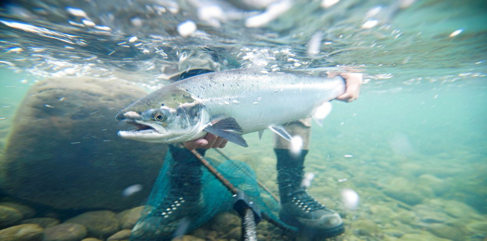 Catch and release: Lek med en laks som kjemper for livet, bidrar til å ...