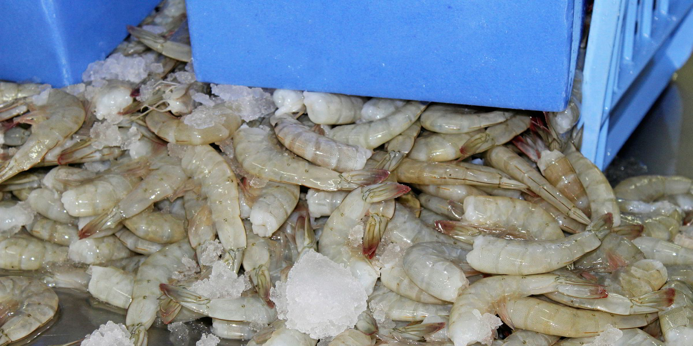 Shrimp tops bananas to become Ecuador's No.1 food export | IntraFish.com