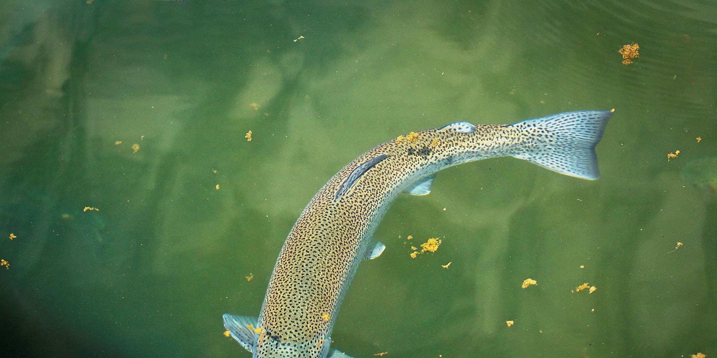 Tibetan trout farmer winning over Chinese consumers | IntraFish.com