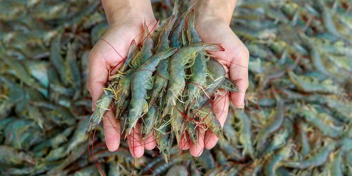 Single-cell protein ingredient helps shrimp in new trial | IntraFish.com