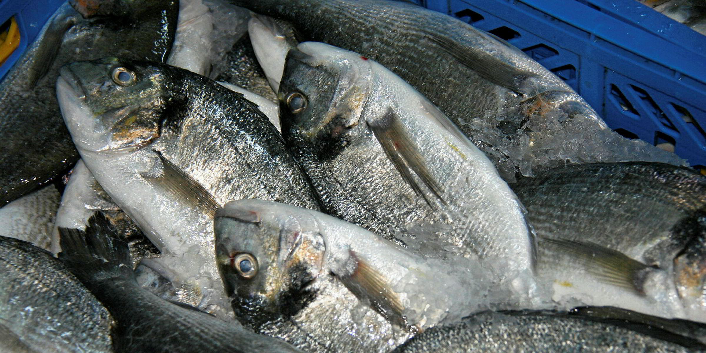 Turkish bream, bass farmer acquires smolt producer | IntraFish.com