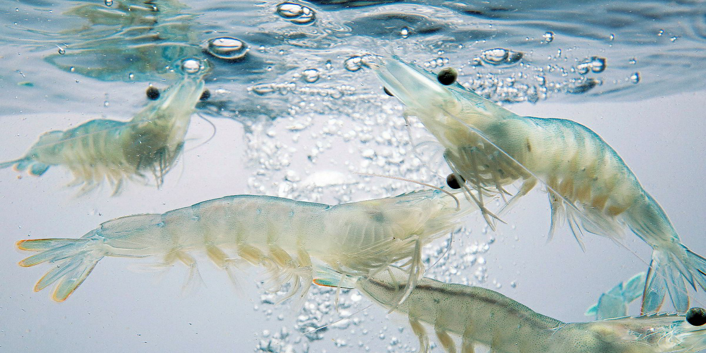 European land-based shrimp farmer hits milestone | IntraFish.com