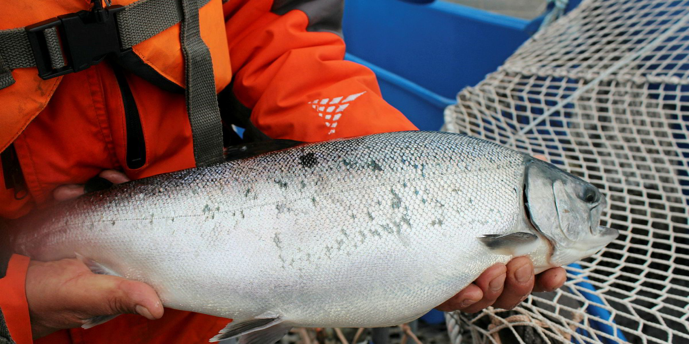 What's behind Chile's higher coho production figures? | IntraFish.com