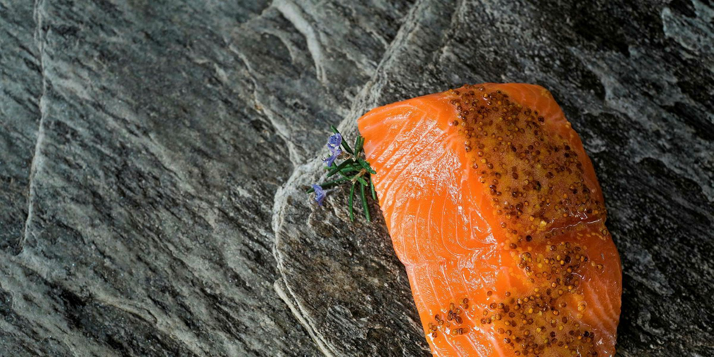 Video: US retailer Hy-Vee pushes New Zealand salmon | IntraFish.com