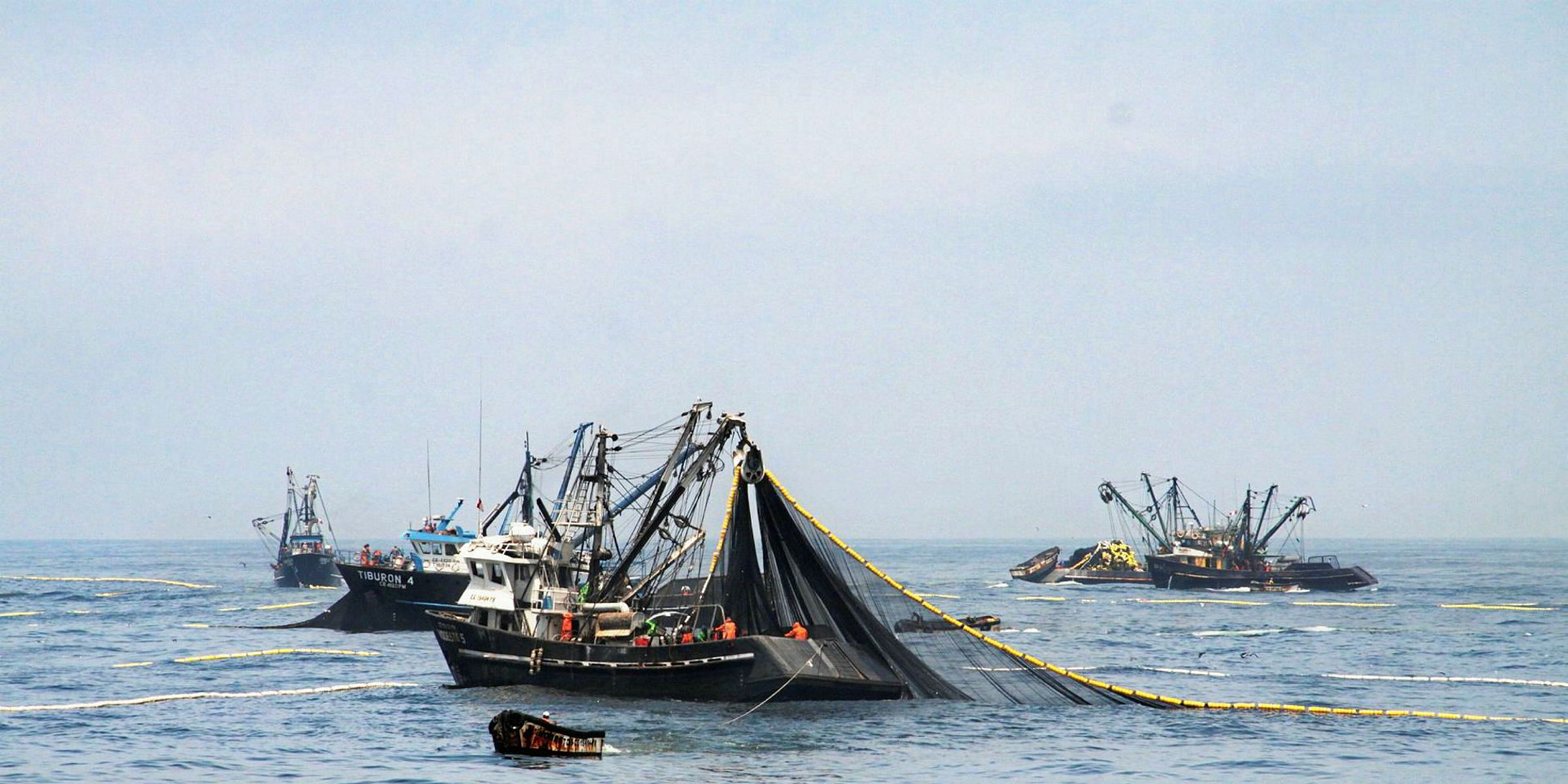 Peruvian anchovy expert calls for early start of fishing season ...