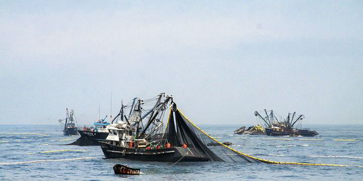 Peruvian anchovy expert calls for early start of fishing season ...
