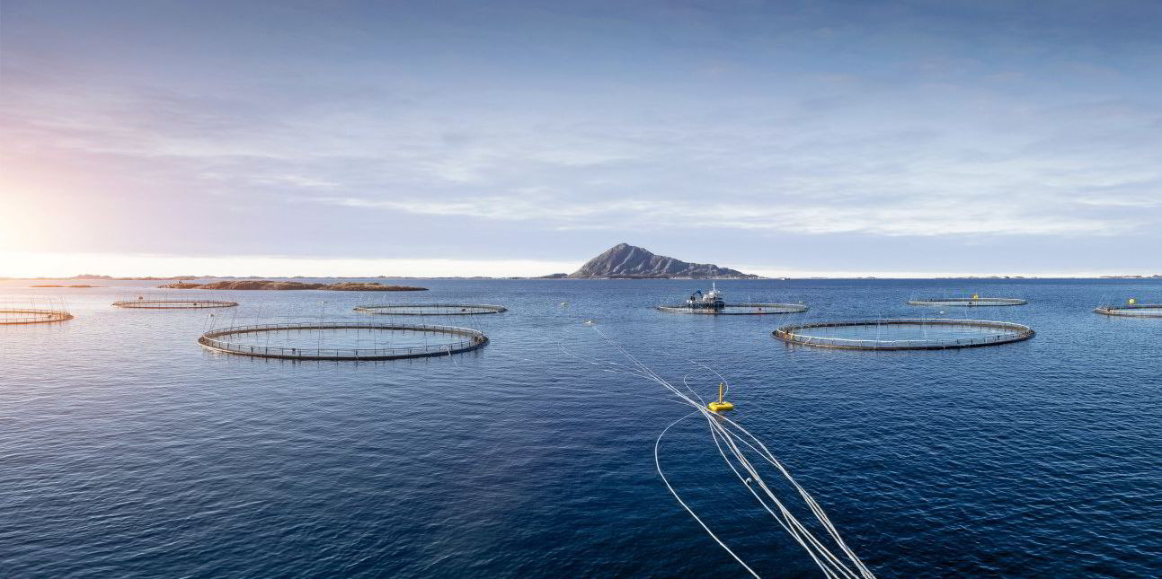 Norcod om kjønnsmoden torsk: – Vår lysstyring har ikke fungert så ...