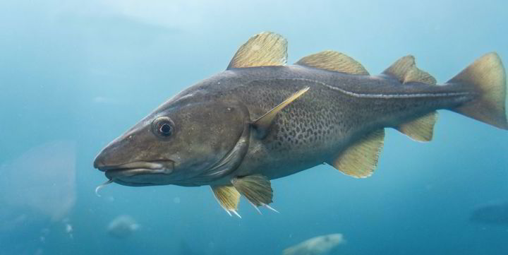 Groundfish Forum projects stable whitefish supply in 2022 | IntraFish.com