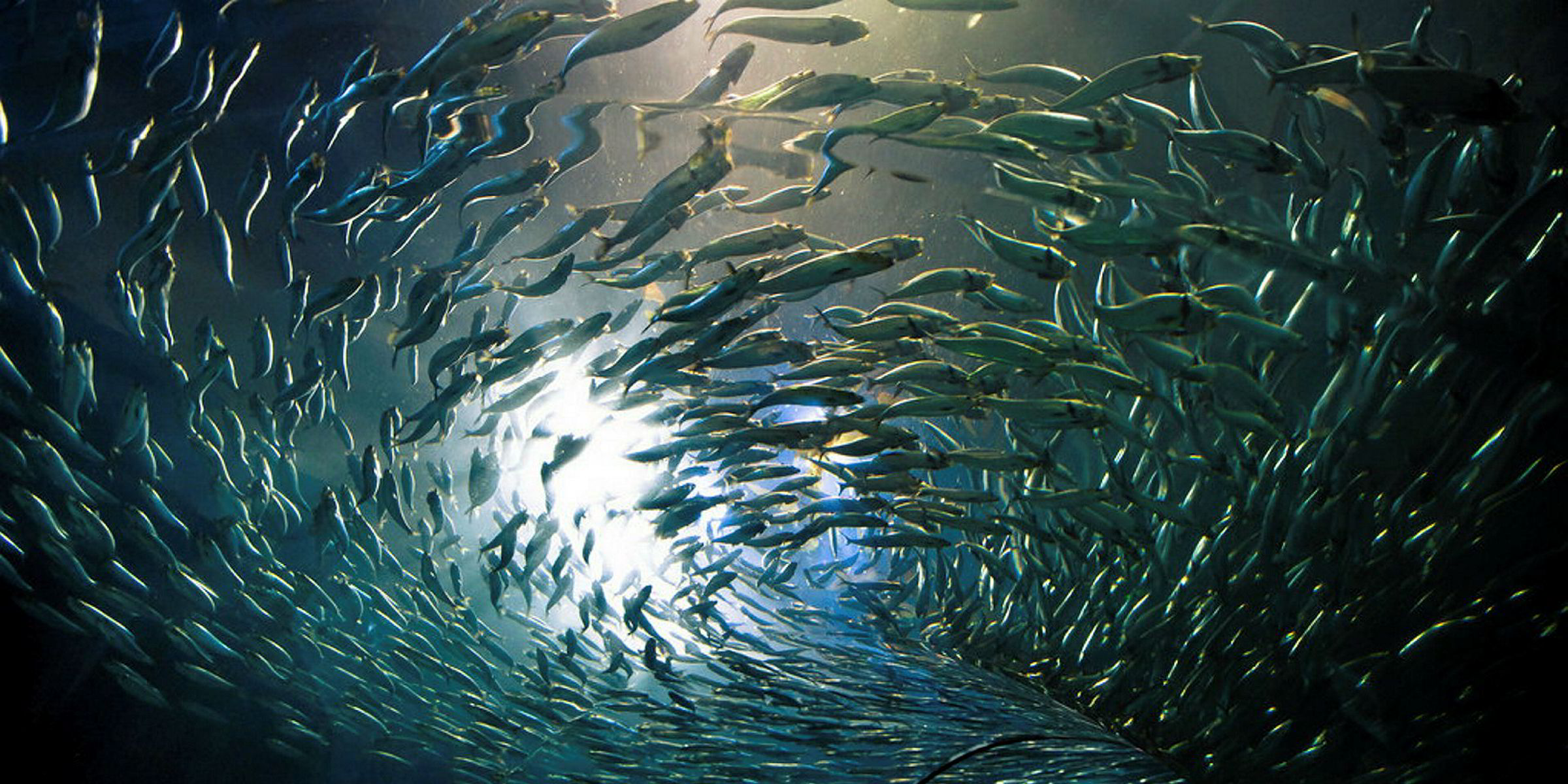 Peru anchovy fishery feeling good about possible MSC certification ...