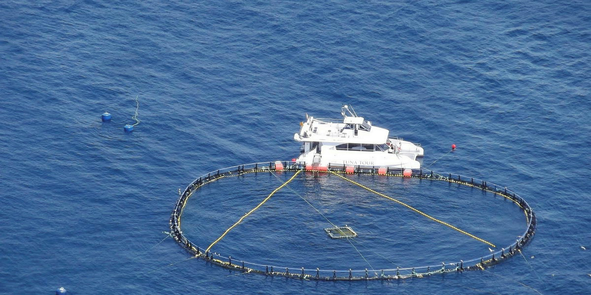 Spanish bluefin tuna ranching giant sees bright outlook with rising ...