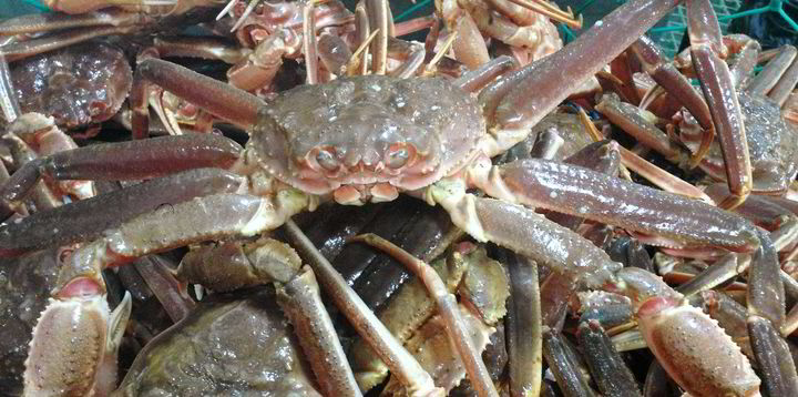 Canada's main snow crab fishery given 32% quota boost | IntraFish.com